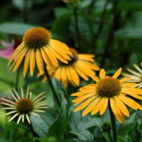 Multi-Color Coneflower Seeds, Echinacea Purpurea, 50pcs/pack ...