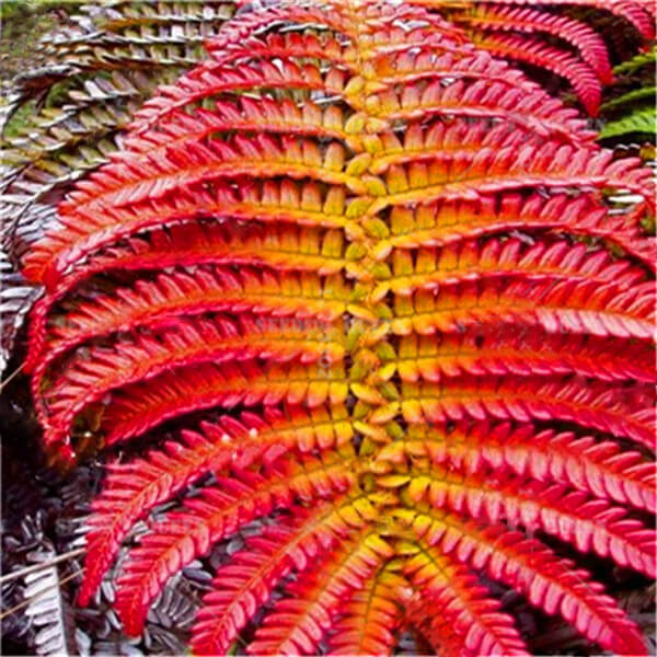 Multi-Varieties Fern Seeds, 100pcs/pack – GreenSeedGarden