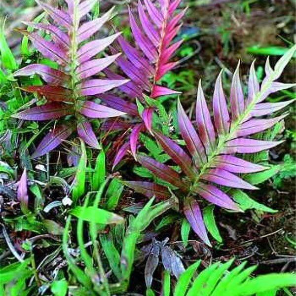 Multi-Varieties Fern Seeds, 100pcs/pack – GreenSeedGarden