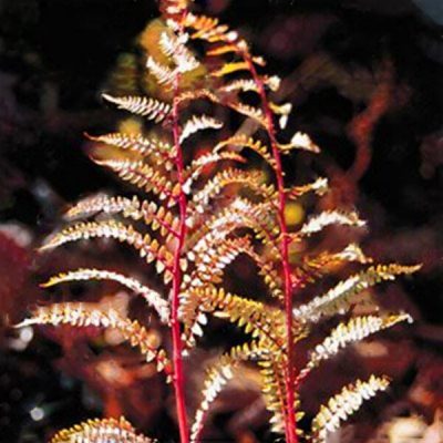 Multi-Varieties Fern Seeds, 100pcs/pack – GreenSeedGarden