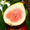 Figs Seeds, Fruit Tree Seeds, 100pcs/pack – GreenSeedGarden