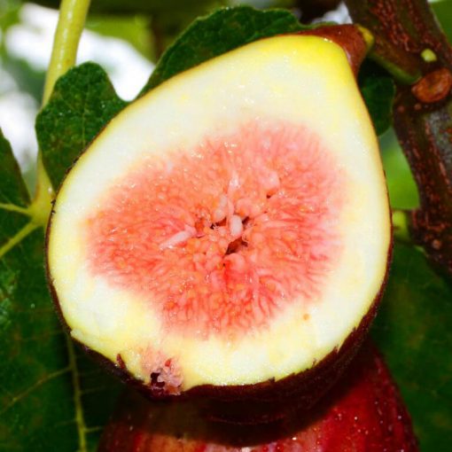 Figs Seeds, Fruit Tree Seeds, 100pcs/pack – GreenSeedGarden