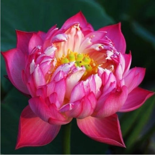 Mix Multi-Color Lotus Perennial Flowers, 12pcs/pack – GreenSeedGarden