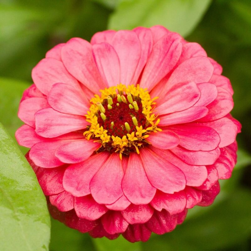 Multi-Color Zinnia Seeds, 100pcs/pack – GreenSeedGarden