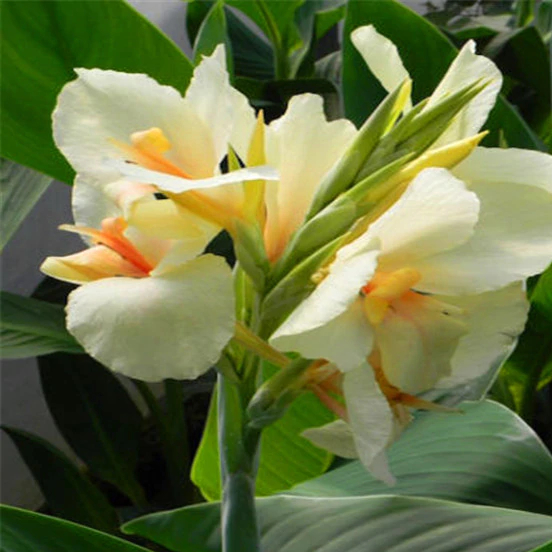 Canna Lily Flower Bulbs 1pcs Bulb – GreenSeedGarden