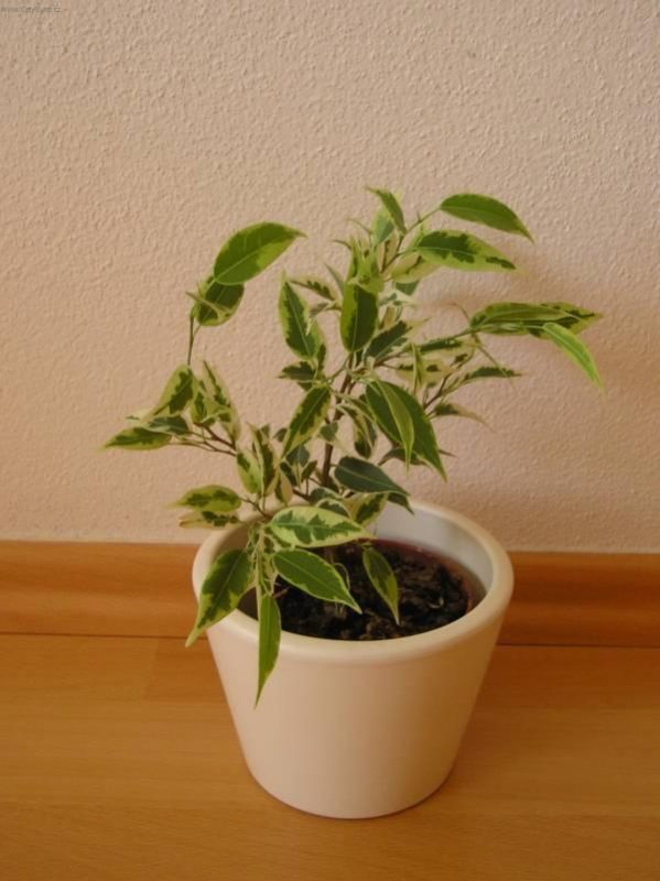 20 Pcs/Bag Weeping Fig Seeds, Ficus Benjamina – GreenSeedGarden