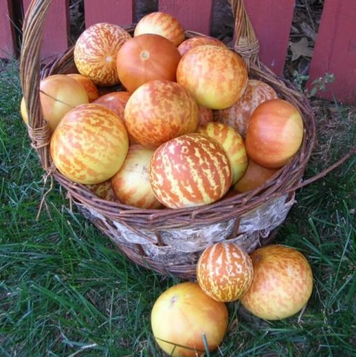 10 Pcs Seeds Heirloom Tiger Sweet Melon Yellow Golden Skin Fruit ...