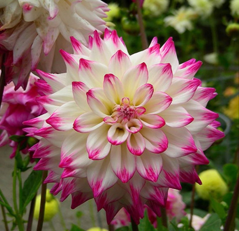 100pcs Seeds Rare White Red Dahlia Charming Flower Multi-Color Options ...