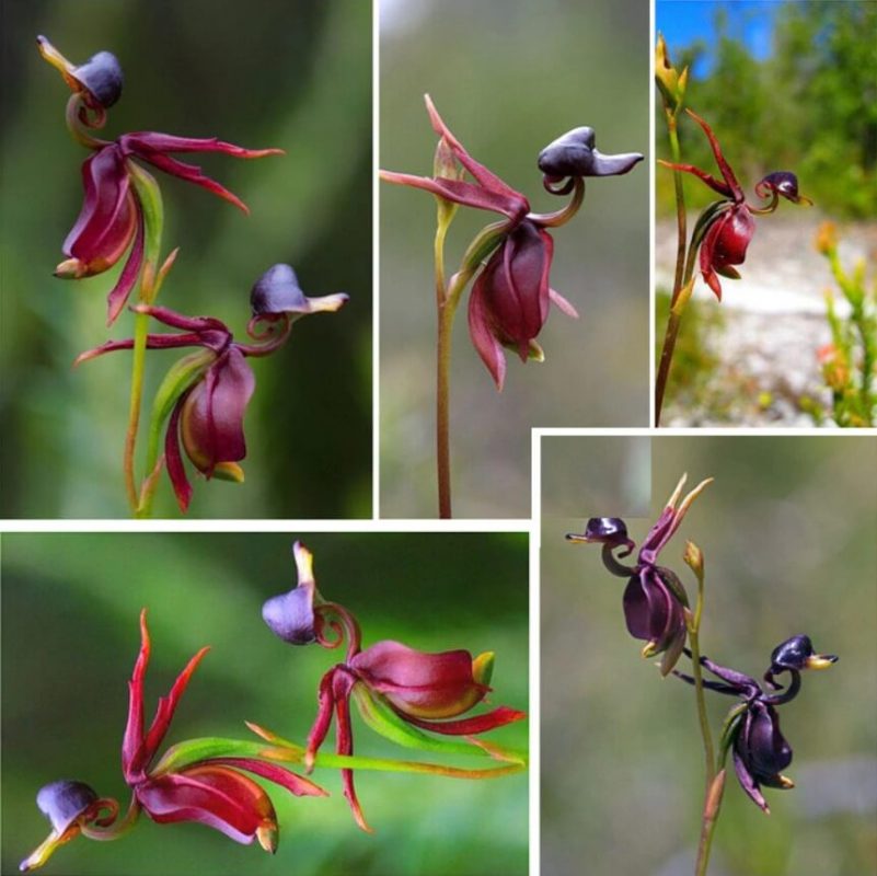 Flying Duck Orchid Flower Seeds, Rare Beautiful Orchids, 100pcs/pack ...