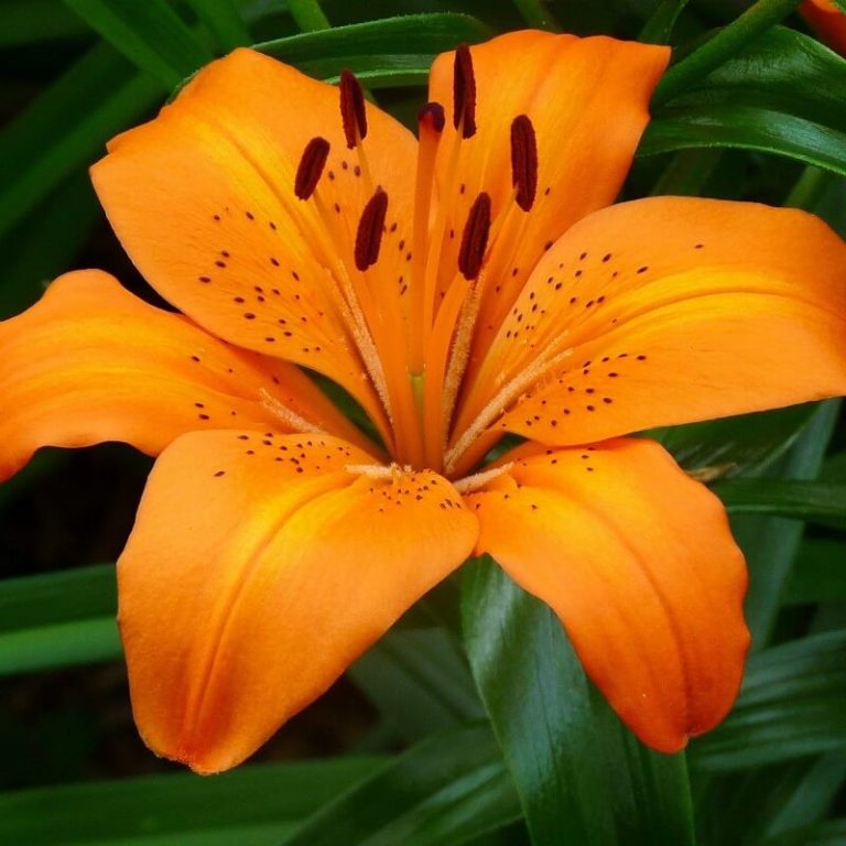 Rare Multi-Color Lily Flower Seeds 100pcs/pack – GreenSeedGarden