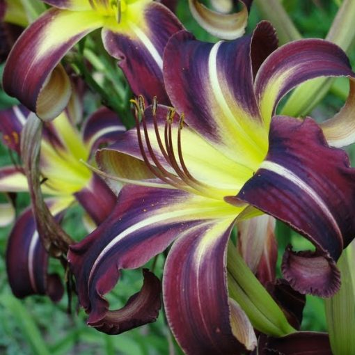 Rare Multi-Color Lily Flower Seeds 100pcs/pack – GreenSeedGarden