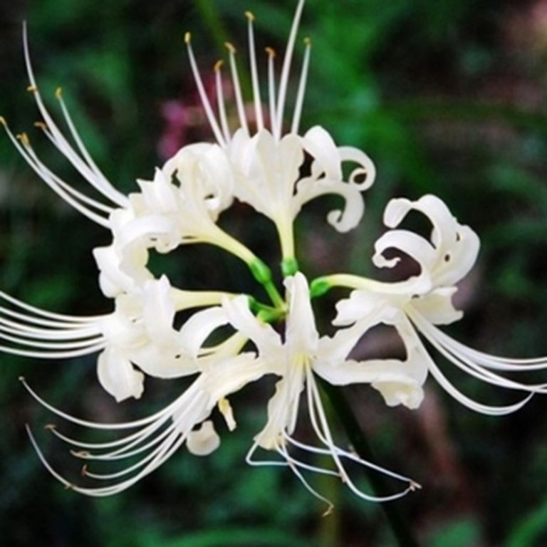 1PCS Bulb Lycoris Radiata Bulb, Spider Lily Bulb, Multi-Color Options ...