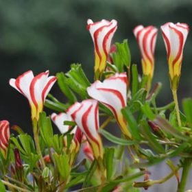 Oxalis Versicolor Seeds, Candy Cane Sorrel, 100pcs/pack – GreenSeedGarden