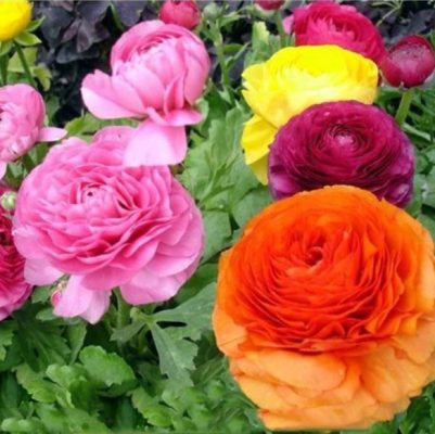 100 PCS Seeds Mixed Color Ranunculus Asiaticus Flower – GreenSeedGarden