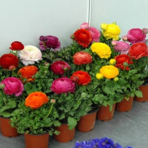100 PCS Seeds Mixed Color Ranunculus Asiaticus Flower – GreenSeedGarden