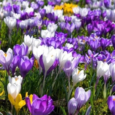Multi-Varieties Saffron Flower Bulbs, Saffron Crocus bulbs, 1pc Bulb ...
