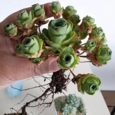 100pcs Seeds Greenovia The Mountain Rose Green – GreenSeedGarden